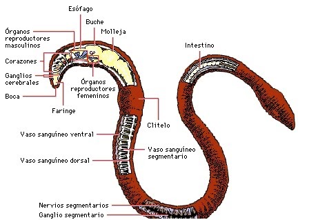 PRODUCTOS OBTENIDOS DE LA LOMBRIZ ROJA CALIFORNIANA: LOMBRIZ ROJA ...