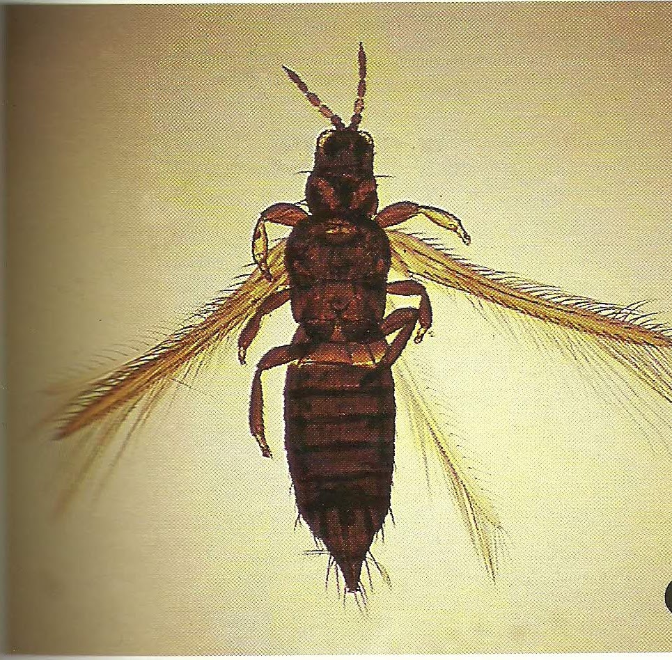 ENTOMOLOGIA FORESTAL RAQUEL: INSECTOS DE CONOS Y SEMILLAS