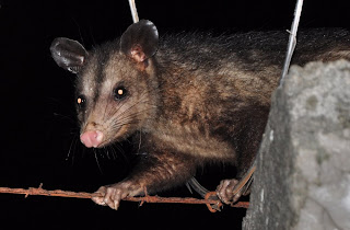 SELVALIN, compartiendo secretos del trópico...: Una Zarigüeya en el jardín