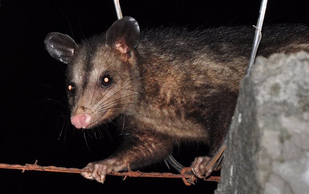 SELVALIN, compartiendo secretos del trópico...: Una Zarigüeya en el jardín