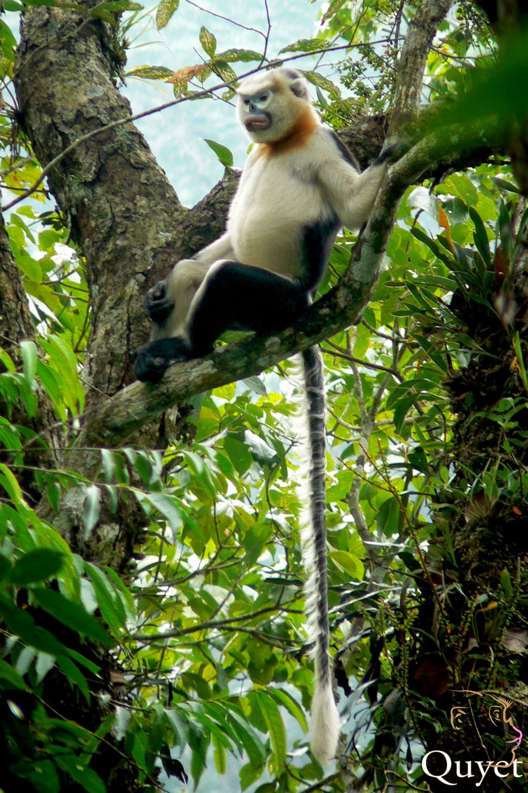 Vietnam Primates - Linh trưởng Việt Nam: Tokin snub-nosed monkey ...
