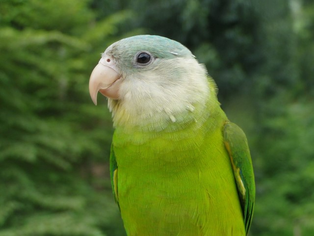 The Grey-cheeked Parakeet & Other Brotogeris: Grey-cheeked Parakeet ...