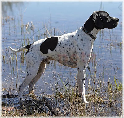ΠΟΪΝΤΕΡ - ΑΓΓΛΙΚΟ ΠΟΪΝΤΕΡ.