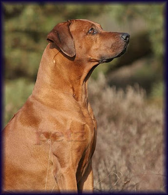 ΡΟΔΕΣΙΑΝΟ ΡΙΤΖΜΠΑΚ.