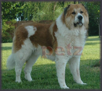 ΠΟΙΜΕΝΙΚΟΣ ΚΑΥΚΑΣΟΥ – ΚΑΥΚΑΣΙΑΝΟΣ ΟΒΤΣΑΡΚΑ.: ΠΟΙΜΕΝΙΚΟΣ ΚΑΥΚΑΣΟΥ ...