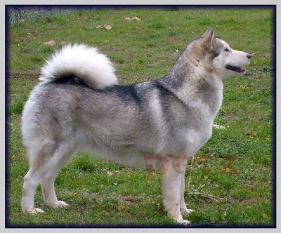 ΜΑΛΑΜΟΥΤ ΑΛΑΣΚΑΣ.