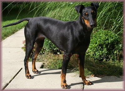 ΑΓΓΛΙΚΟ ΤΟΪ ΤΕΡΙΕ.