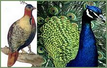 ANIMAL IN NEPAL: Daphne or Lophophorus