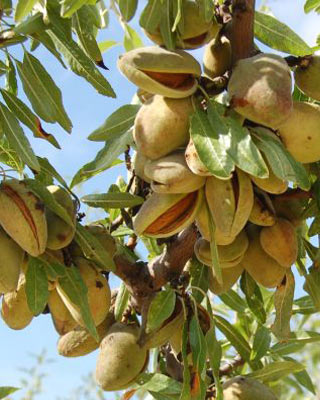 Frutos de nossa Terra: AMENDOA (Prunus amygdalu)