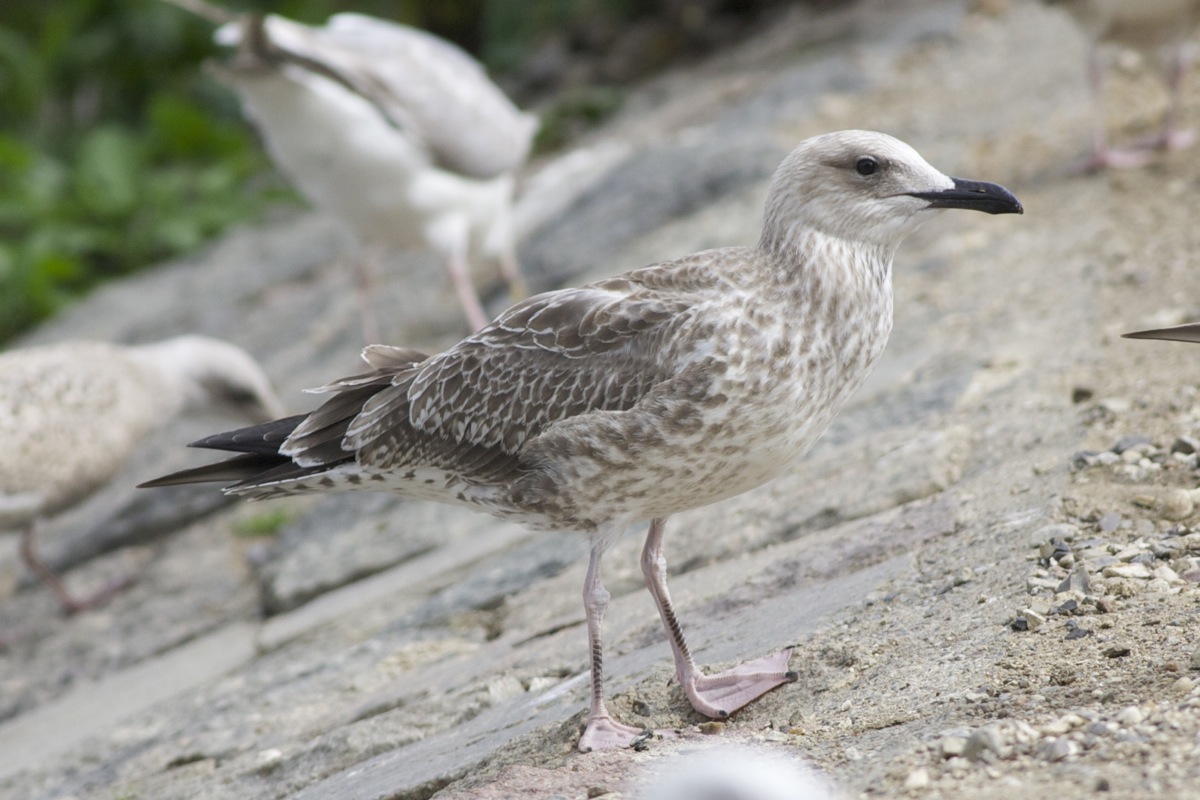 Birding Copenhagen: Caspian Gull juvenile