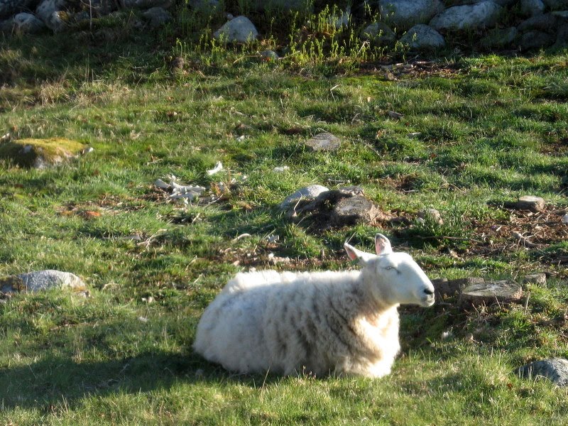 Nova Scotia Island Journal: early morning sheep, ruminating