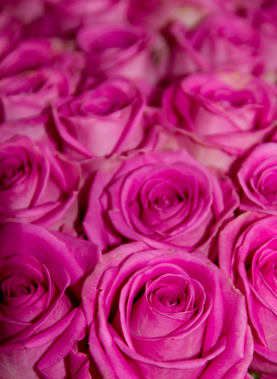 ♥Hege - Mamma til 3♥: Rosa roser . ♥