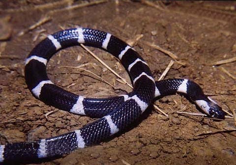 මගේ මතක: ලංකාවේ සර්පයෝ..මුදු කරවලා (Sri Lanka Krait)