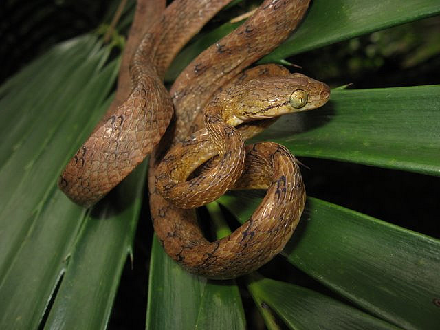 හෙළ වෙද මැදුර: ලංකාවේ සර්පයෝ..සුළු විෂ සහිත සර්පයින්.