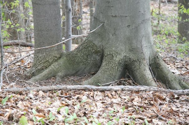 “Green Trillium” to Benefit Trail Works, Inc. | Wayne County Life