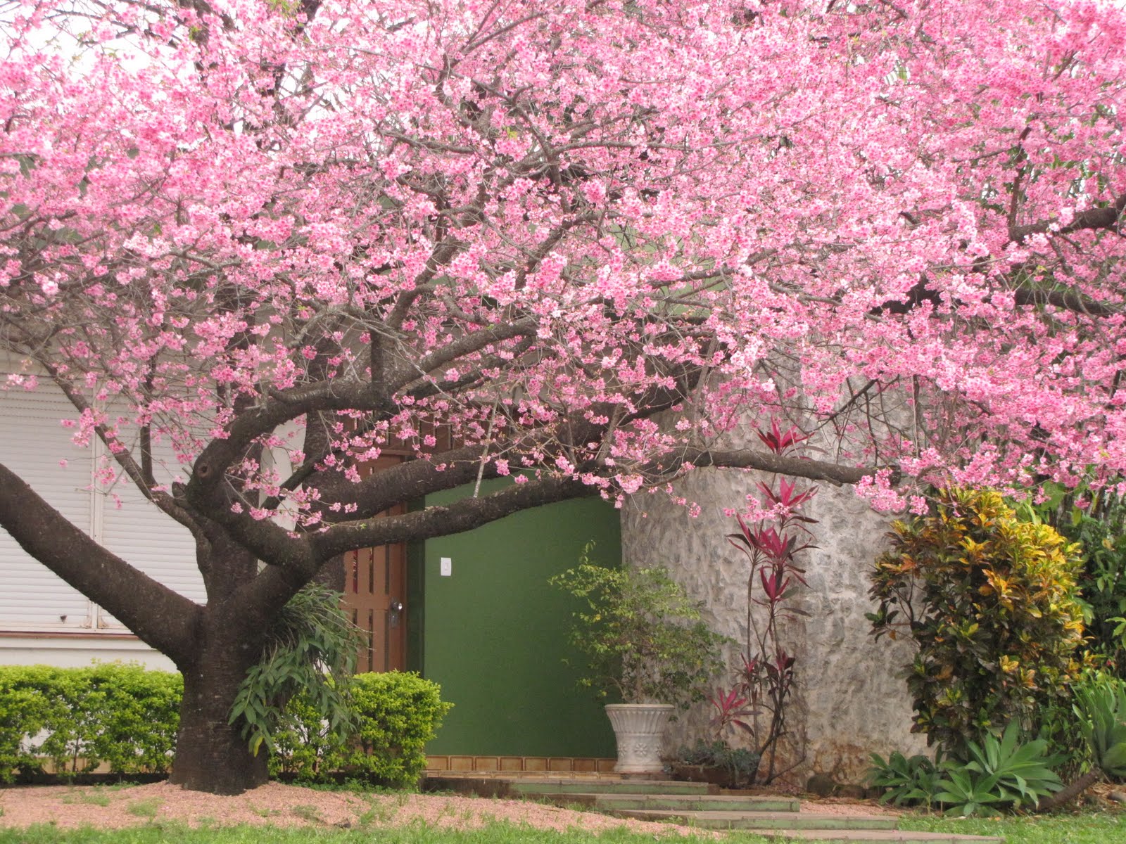 365 dias com a Villa Pano: Vamos plantar uma árvore?