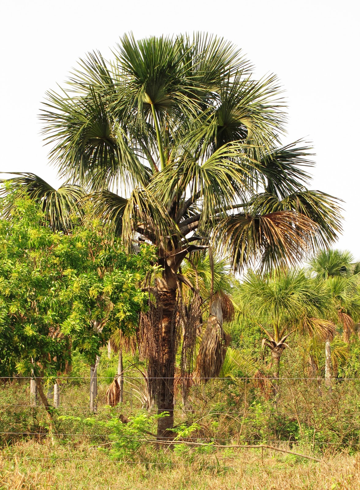 Amante do cerrado: O Buriti (Mauritia flexuosa)