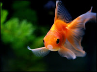 Le Saviez-Vous ?: La mémoire du poisson rouge