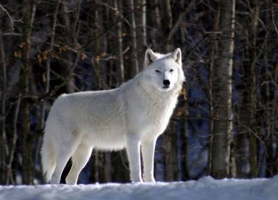 Le Saviez-Vous ?: La légende du loup et du caribou
