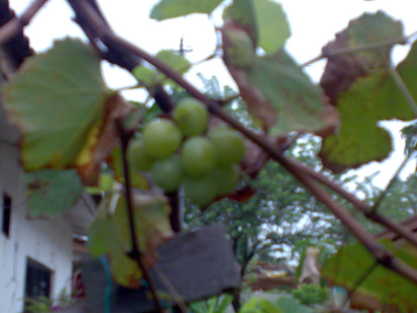 LEBIH BAIK JADI BEKAS ORANG JAHAT DARI BEKAS ORANG BAIK: BERBUDI PADA ...