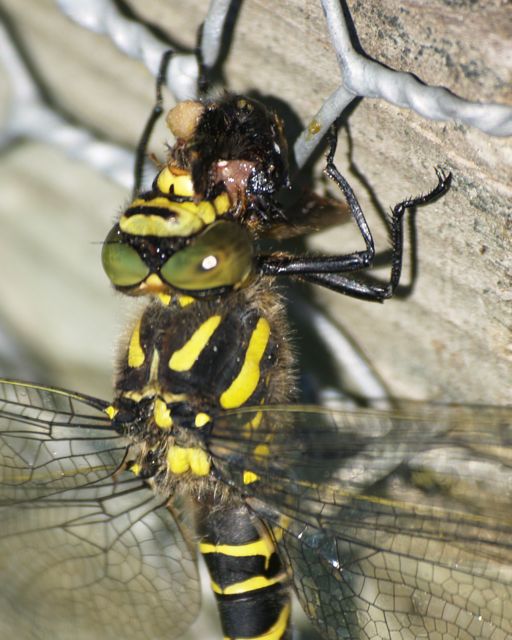Dan Dunbar Photography: Dragonfly Eats Bumble Bee