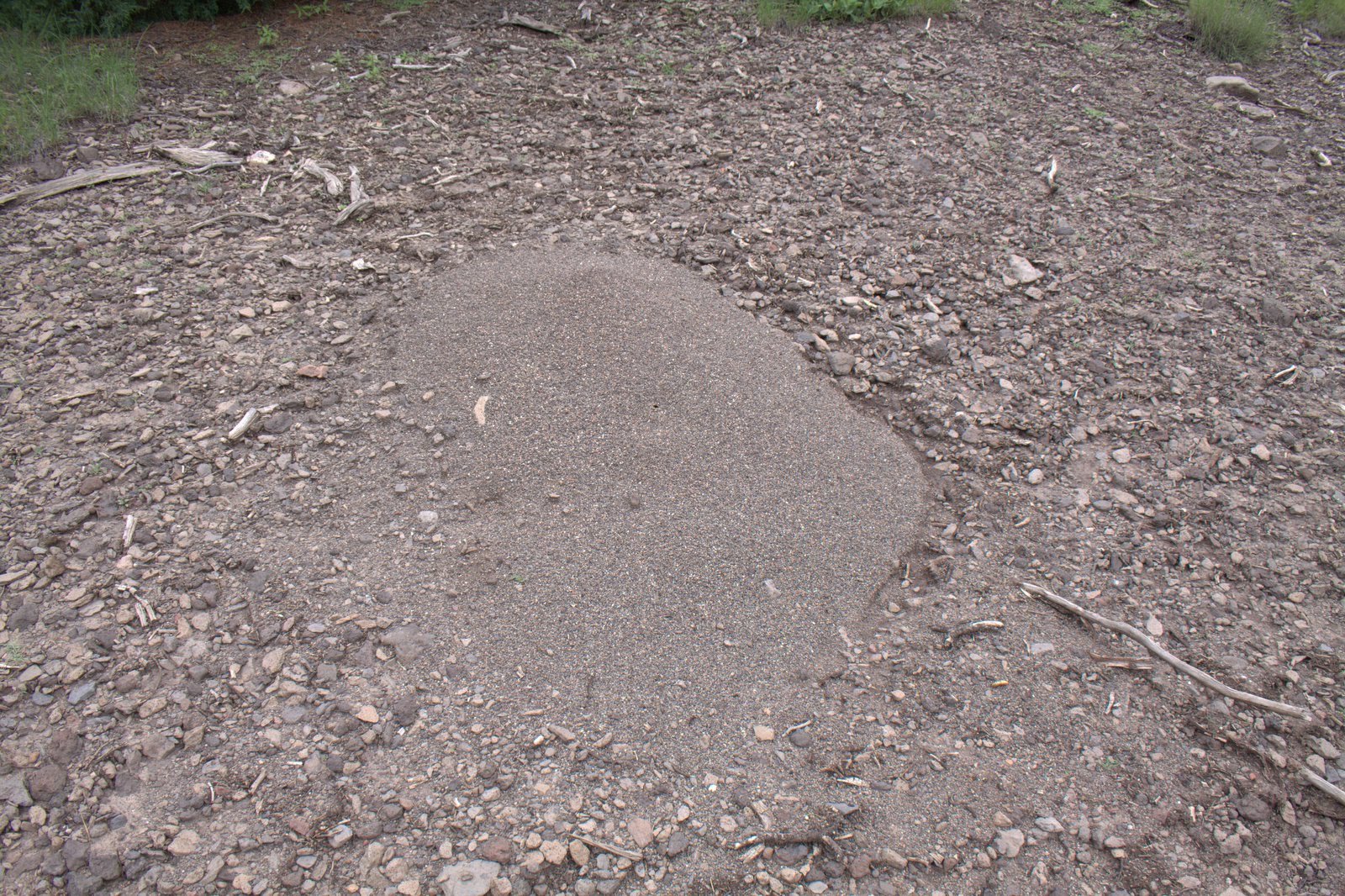 Walking Arizona: Ant Hills