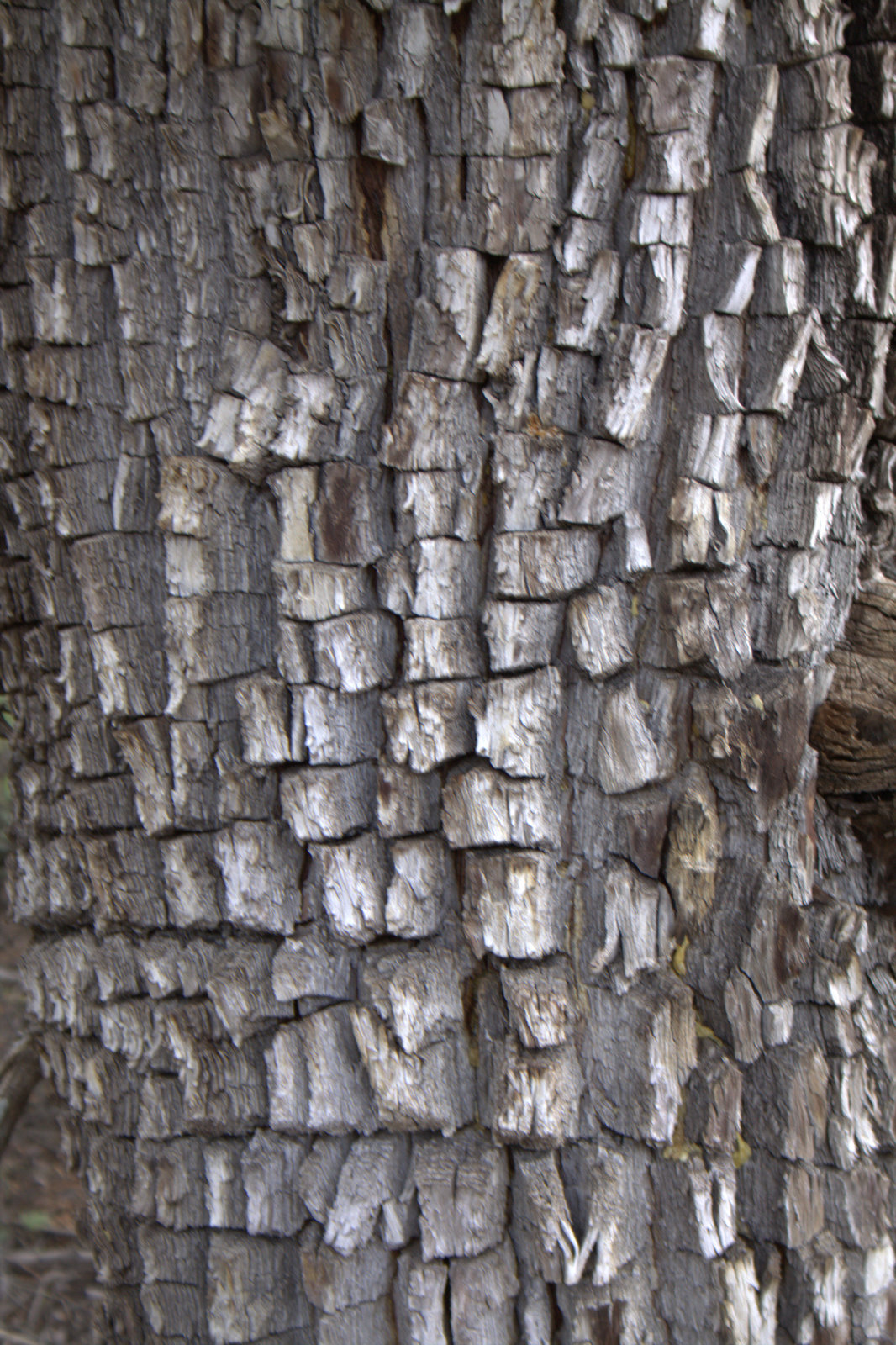 Walking Arizona: Aptly named Alligator Juniper