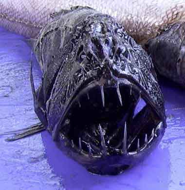 Fangtooth Fish Unusual Deep Sea |Fish| Salwater|Salmon|Deep Sea ...