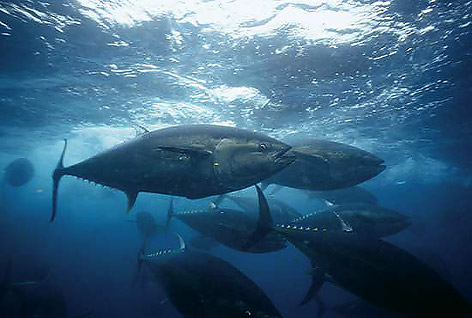 Atlantic Bluefin Tuna |Fish| Salwater|Salmon|Deep Sea|Predators|Unique ...
