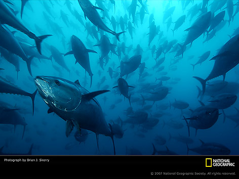 Atlantic Bluefin Tuna |Fish| Salwater|Salmon|Deep Sea|Predators|Unique ...