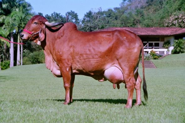 INTRODUCIRÁN A REPÚBLICA DOMINICANA NUEVA RAZA LECHERA TROPICAL DE ALTA ...