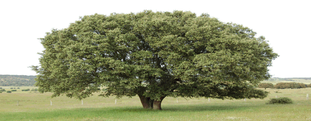 ENCICLOPEDIA DESDE INTERNET