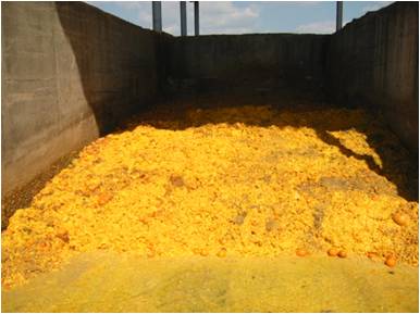 FRUIT BANG: JUGO DE NARANJA