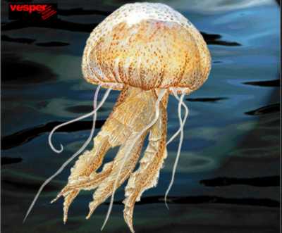 Evolução: Cnidários