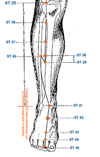 ACUPUNCTURE & ACUPRESSURE: Point Location - Stomach Channel
