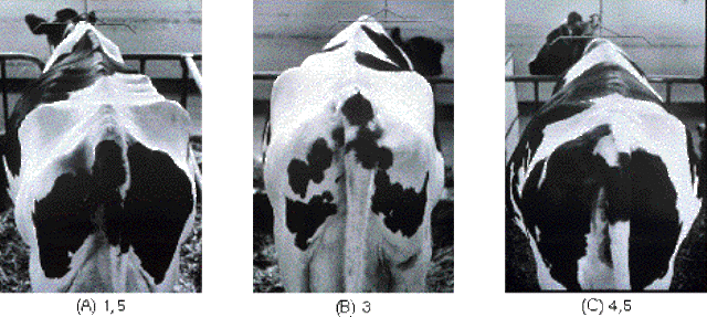 anatomíatopográfica2010: 05/03/10