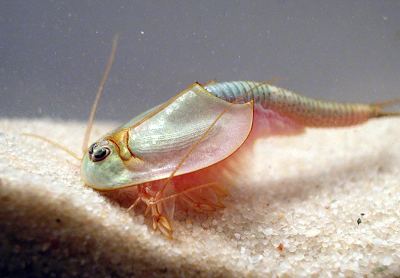 Chelsea School of Marine Biology: Ancient Shrimp Discovered 1000m Below ...