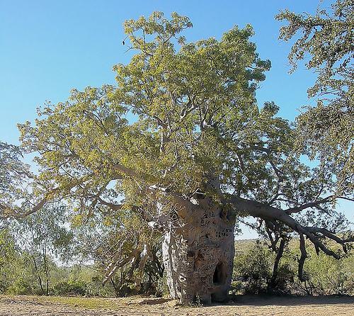 Most Magnificent Trees in the World.