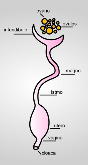 OVO: o alimento perfeito