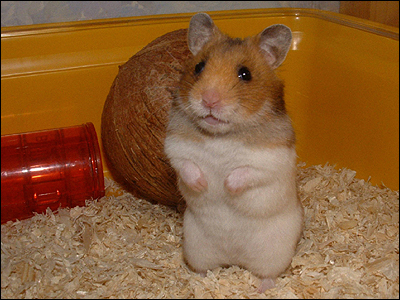 ☻☺♥My Life♥☺☻: ♥Cuida A Tu Hamster!!♥☺☻
