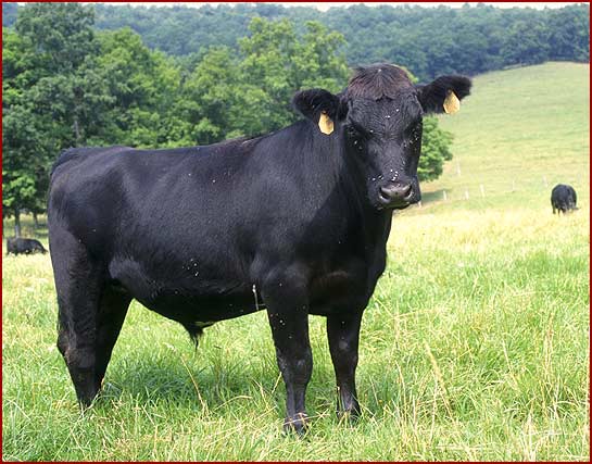 Kiren's Special!♥: Cow hunting is a sport but not really hunting :( its ...