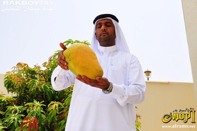 Amazing World Boncu: World's biggest mango fruit