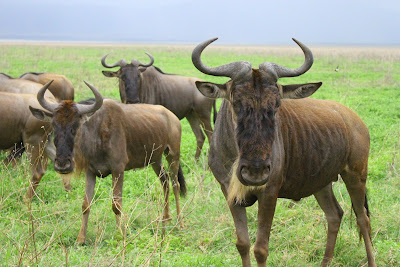 SUPER ANIMAL: Gnu