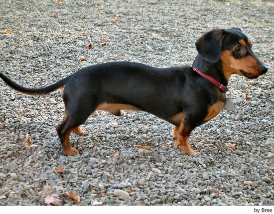 LA MEJOR FORMA DE ADIESTRAR Y TRATAR A TU PERR@...: TECKEL