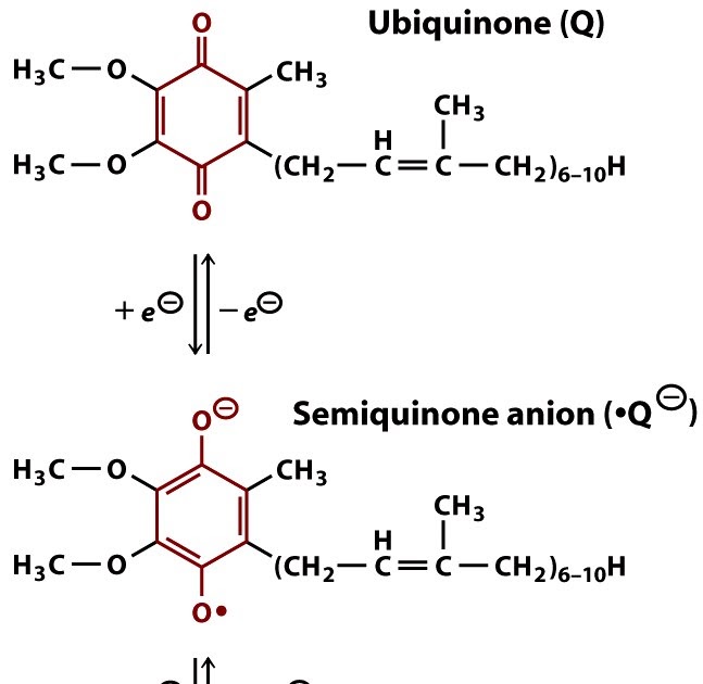 Sandwalk: Ubiquinone and the Proton Pump
