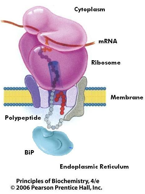 Sandwalk: Gene HSPA5 Encodes BiP-a Molecular Chaperone