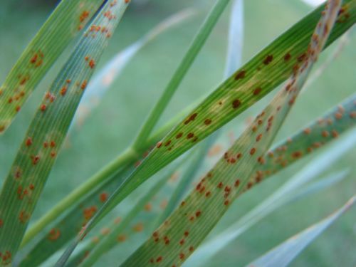 trilhadomato: [Pragas e Doenças] Ferrugem