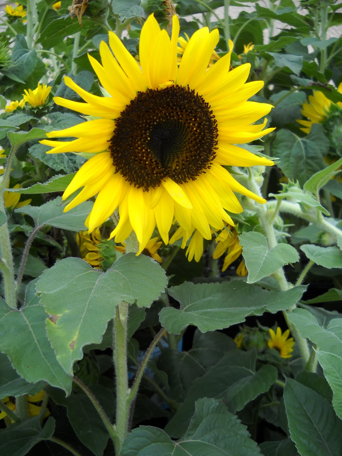 From Tracie: -Lessons from the Ultimate Yellow Joy Machine