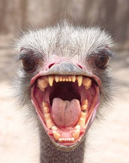 Grits for Breakfast: Emu Payback?