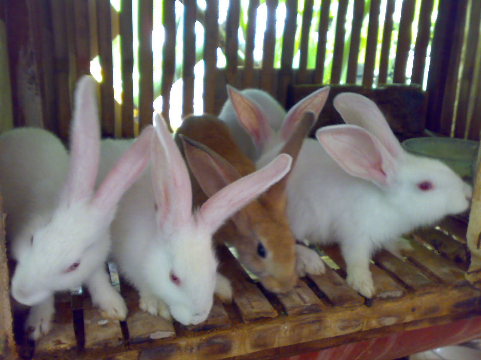 BLOGG KELINCI SUKOHARJO: kelinci australia